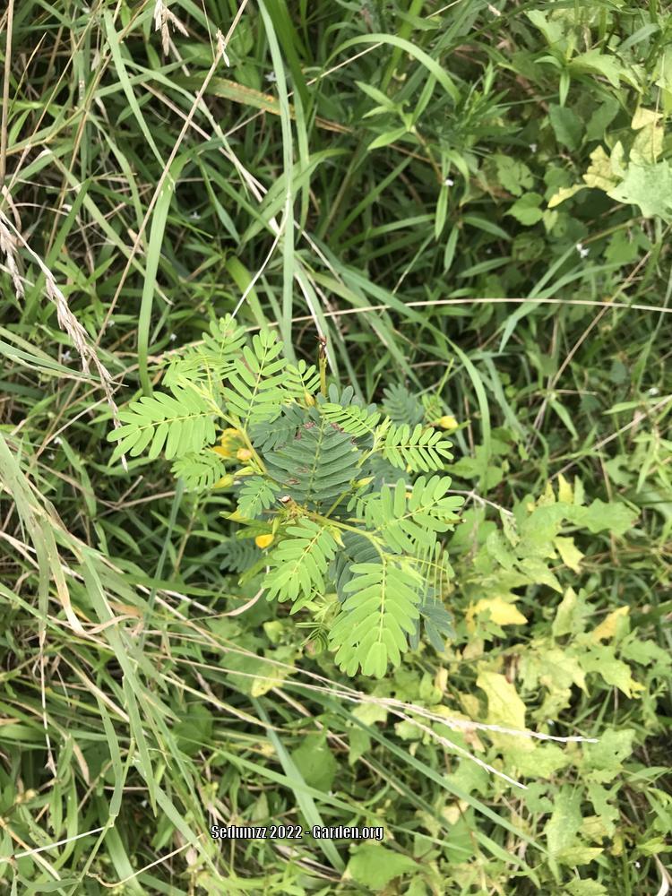 Photo of the entire plant of Partridge Pea (Chamaecrista fasciculata ...