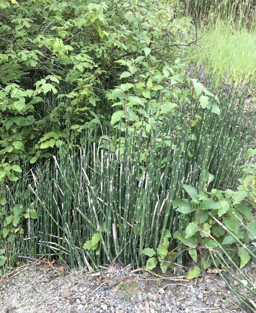 Photo of the entire plant of Common Scouring-Rush (Equisetum hyemale ...
