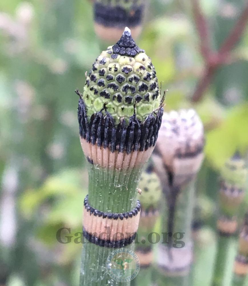 Common Scouring-Rush (Equisetum hyemale subsp. affine) - Garden.org