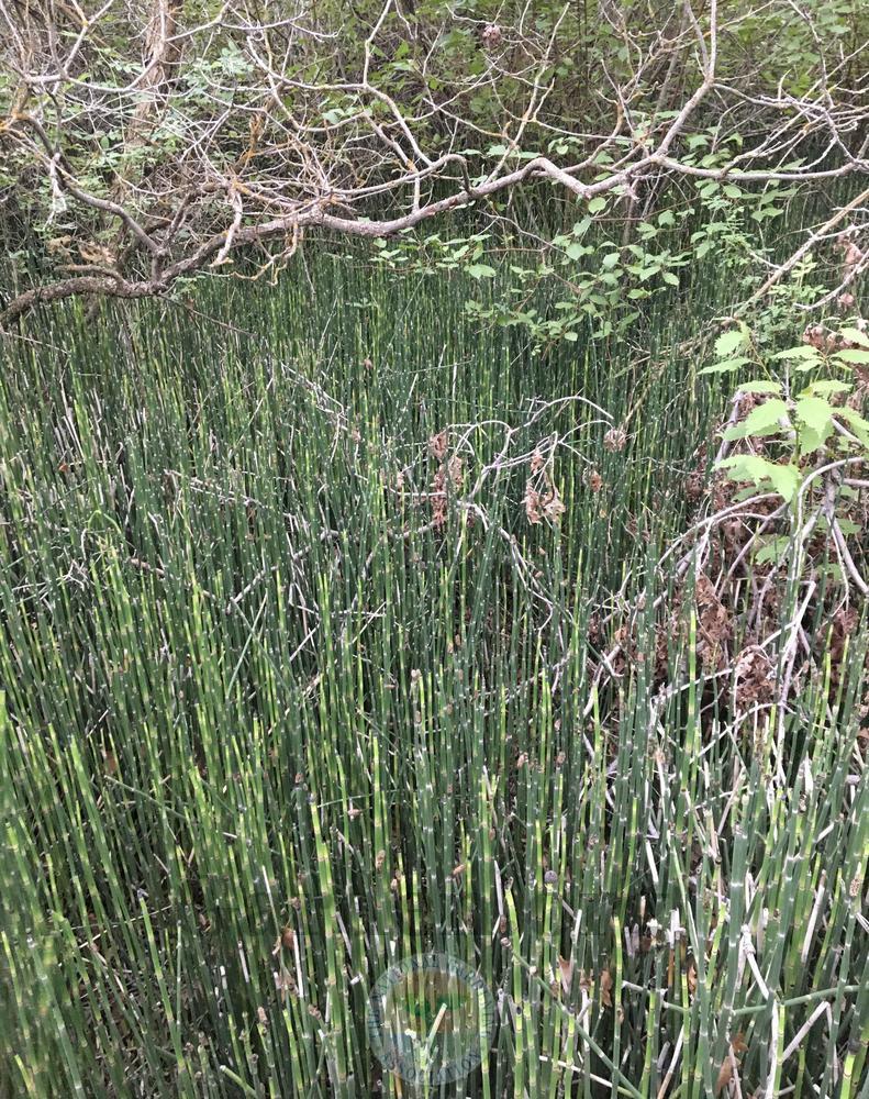 Photo of the habitat view of Common Scouring-Rush (Equisetum hyemale ...