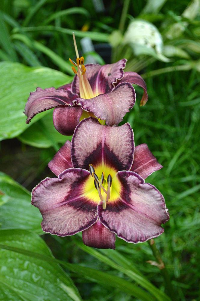 Photo of the bloom of Daylily (Hemerocallis 'Royal Candy Crush') posted ...
