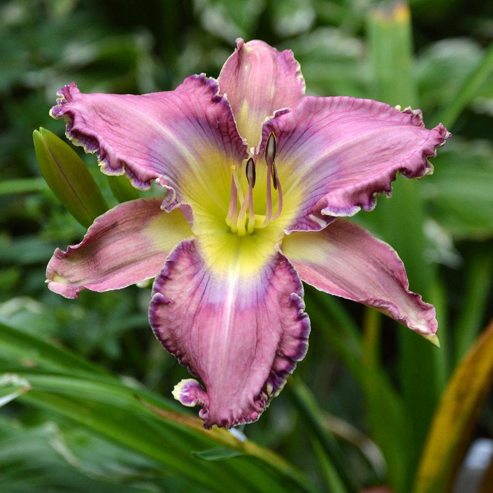 Photo of the bloom of Daylily (Hemerocallis 'Kingdom Bound') posted by ...