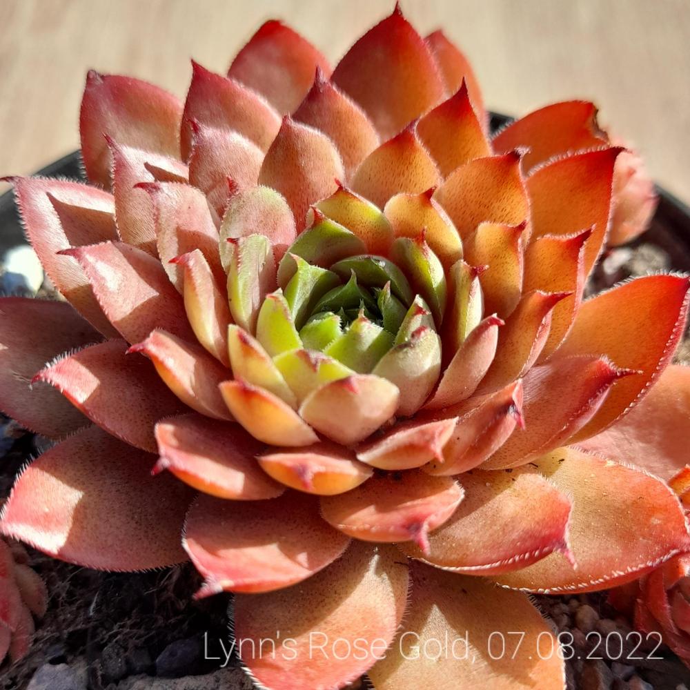 Photo of the entire plant of Hen and Chicks (Sempervivum 'Lynn's Rose ...