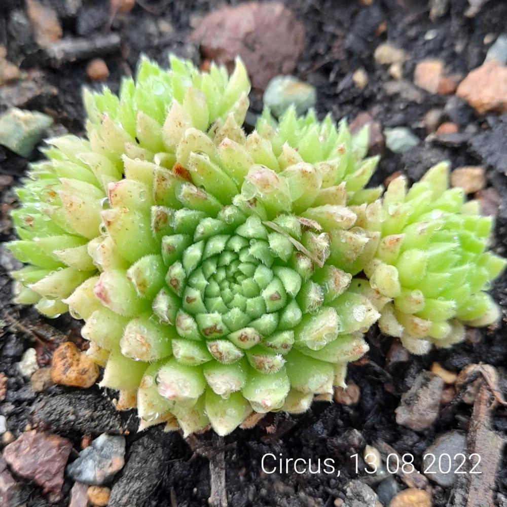 Photo of the entire plant of Hen and Chicks (Sempervivum 'Circus ...