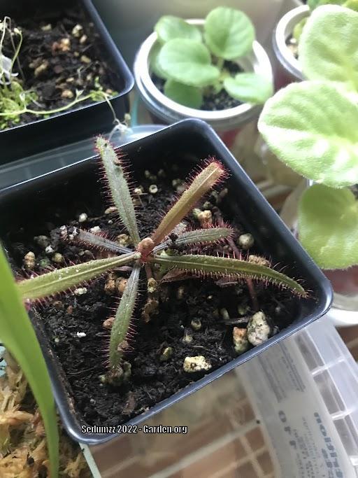 Photo of the entire plant of Lance-Leaved Sundew (Drosera adelae ...