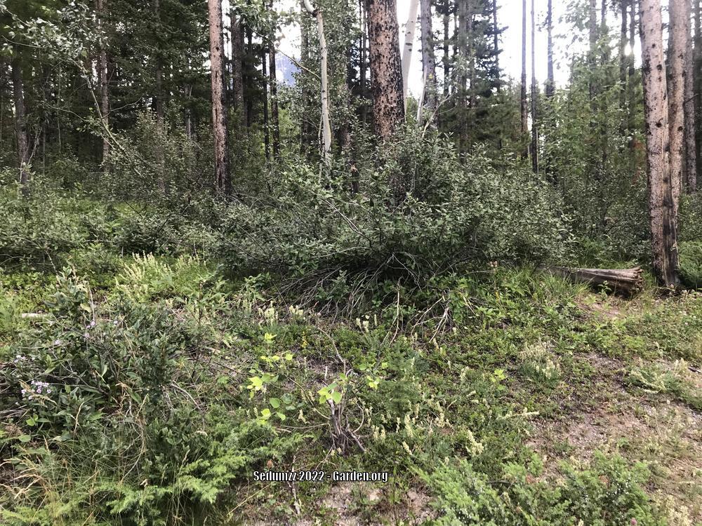 Photo of the habitat view of Rocky Mountain Goldenrod (Solidago ...