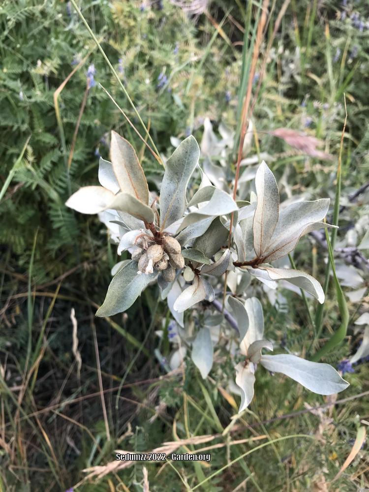 Silverberry (Elaeagnus commutata) - Garden.org
