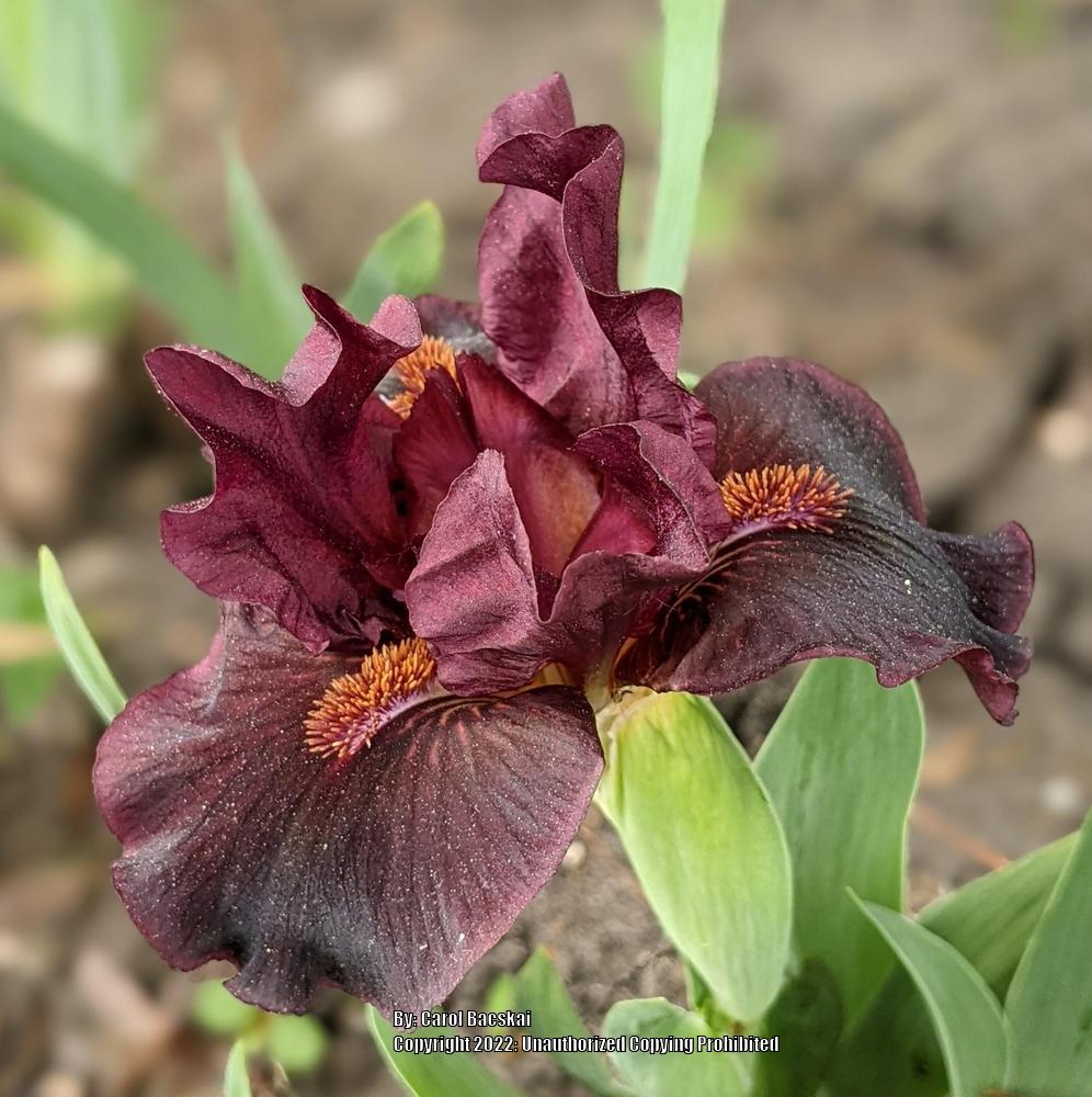 Photo of the bloom of Standard Dwarf Bearded Iris (Iris 'Devil Baby ...