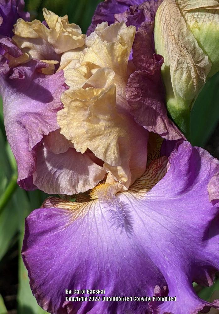 Photo of the bloom of Tall Bearded Iris (Iris 'Tango to the Moonlight') posted by Artsee1 ...