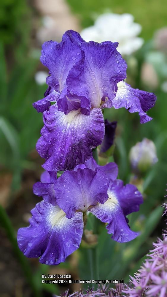 Photo of the bloom of Tall Bearded Iris (Iris 'City Lights') posted by ...