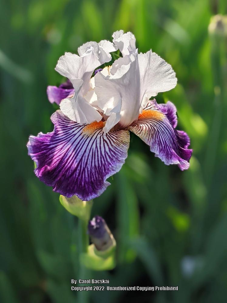 Photo of the bloom of Border Bearded Iris (Iris 'Crow's Feet') posted ...