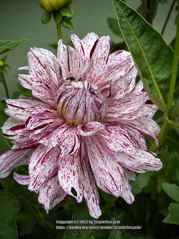 Photo of the bloom of Dahlia 'AC Paint' posted by ScarletTricycle - Garden.org
