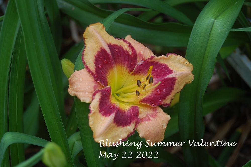Photo of the bloom of Daylily (Hemerocallis 'Blushing Summer Valentine ...