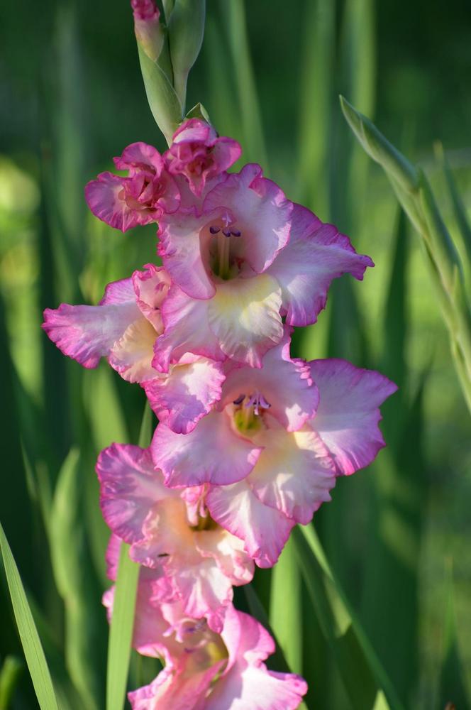 Photo of the bloom of Hybrid Gladiola (Gladiolus 'My Love') posted by pixie62560 - Garden.org