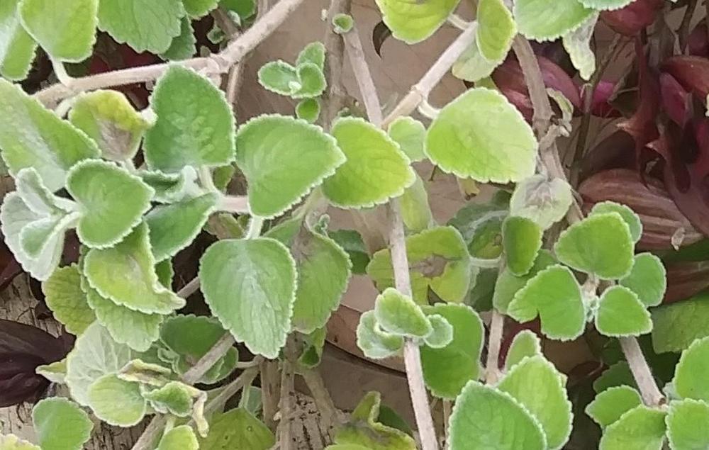 Photo of the stem, scape, stalk or bark of Silver Spurflower ...