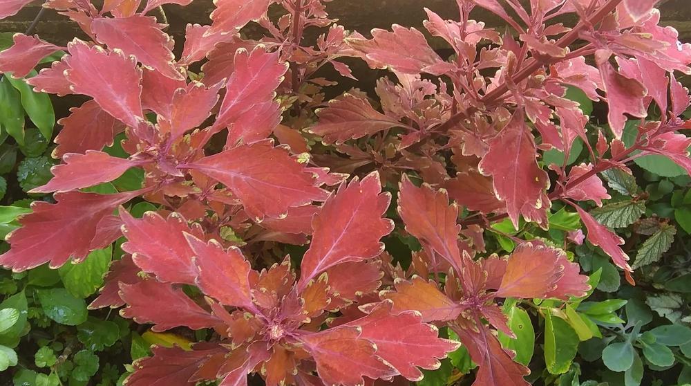 Photo of the entire plant of Coleus (Coleus scutellarioides ...