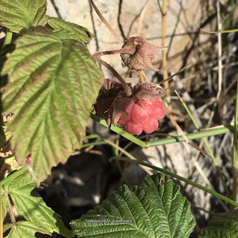 Photo of the fruit of American Red Raspberry (Rubus idaeus subsp ...