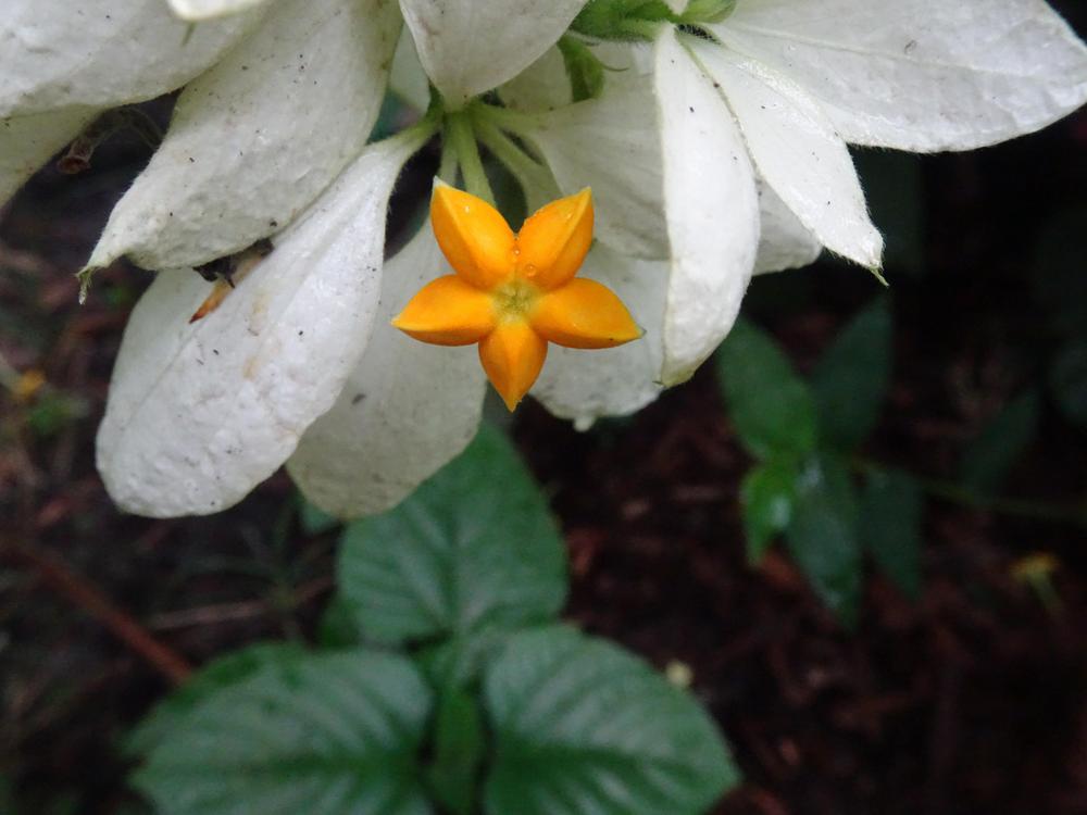 Photo of the bloom of White Mussaenda (Mussaenda philippica 'Donna ...