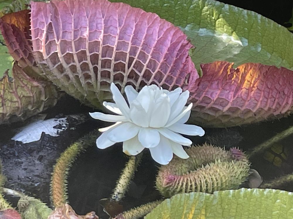 Photo of the bloom of Victoria Water Lily (Victoria amazonica) posted ...