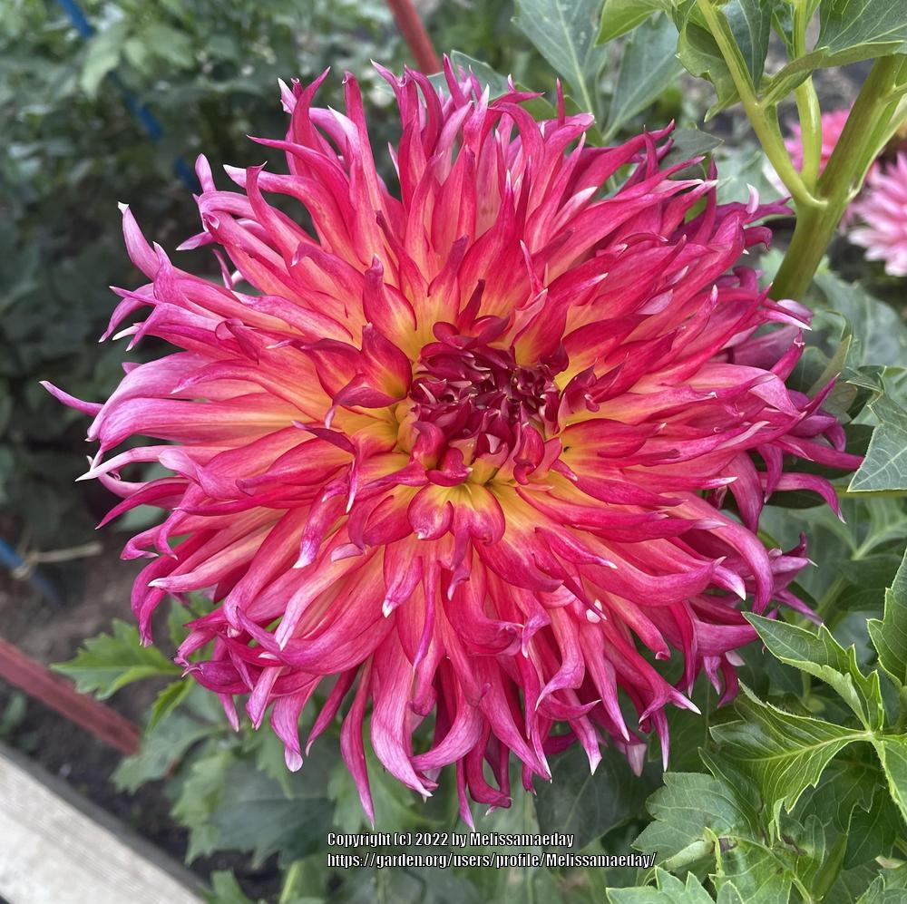 Photo of the bloom of Dahlia 'Coriallo Furioso' posted by Melissamaeday ...