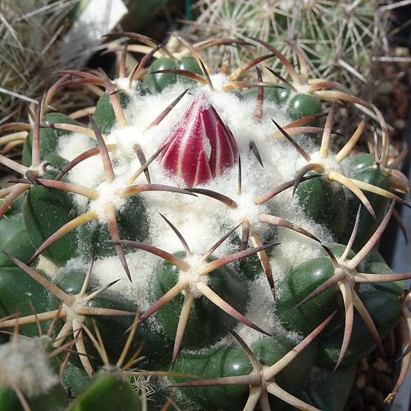 Photo of the closeup of buds, sepals and receptacles of Elephant's ...