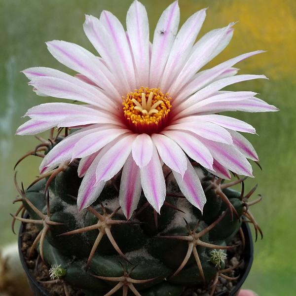 Photo of the bloom of Elephant's Tooth (Coryphantha elephantidens ...