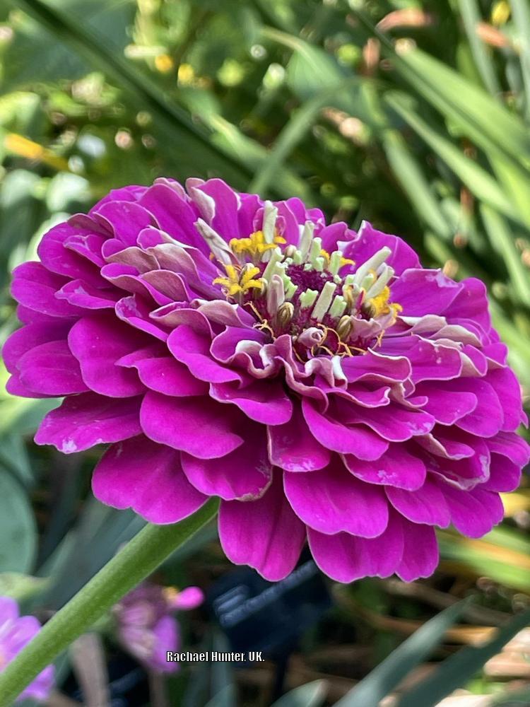 Photo of the bloom of Zinnia (Zinnia elegans 'Benary's Giant Purple ...