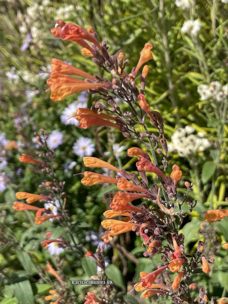 Photo of the bloom of Orange Hummingbird Mint (Agastache aurantiaca ...