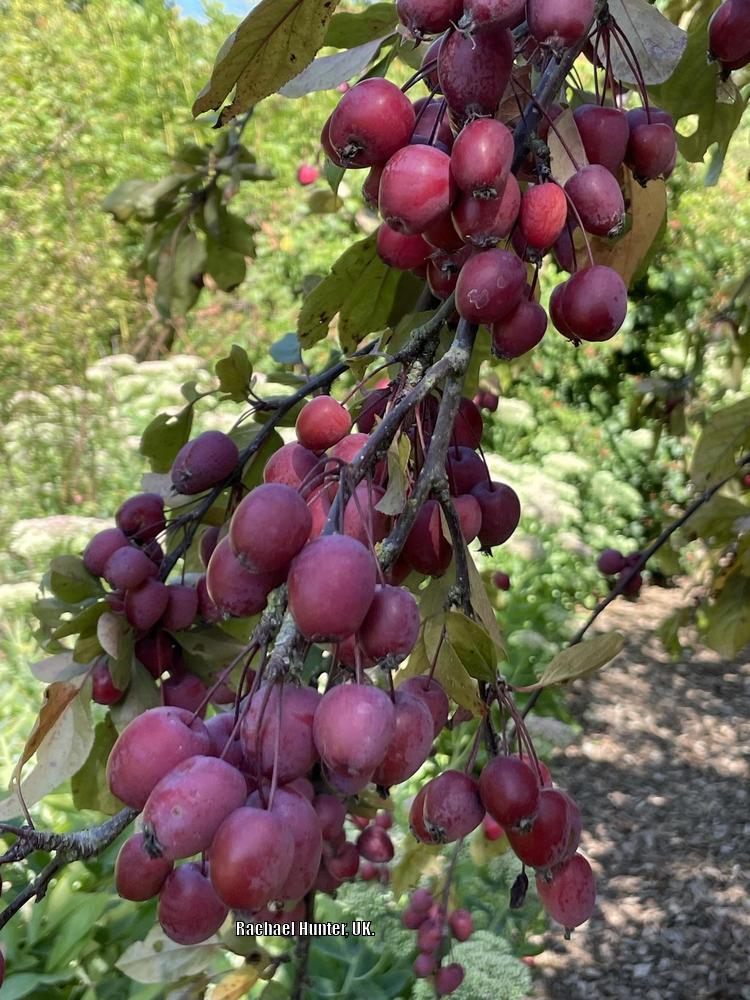 Photo of the fruit of Apple (Malus 'Jay Darling') posted by ...