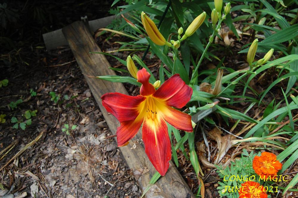 Photo of the bloom of Daylily (Hemerocallis 'Congo Magic') posted by ...