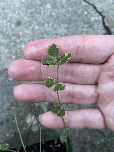 Small mounding perennial in the Plant ID forum - Garden.org