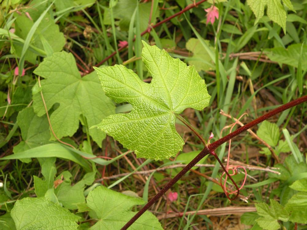 Photo of the stem, scape, stalk or bark of Summer Grape (Vitis ...