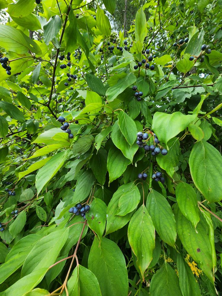 Photo of the leaves of Silky Dogwood (Cornus amomum) posted by ...