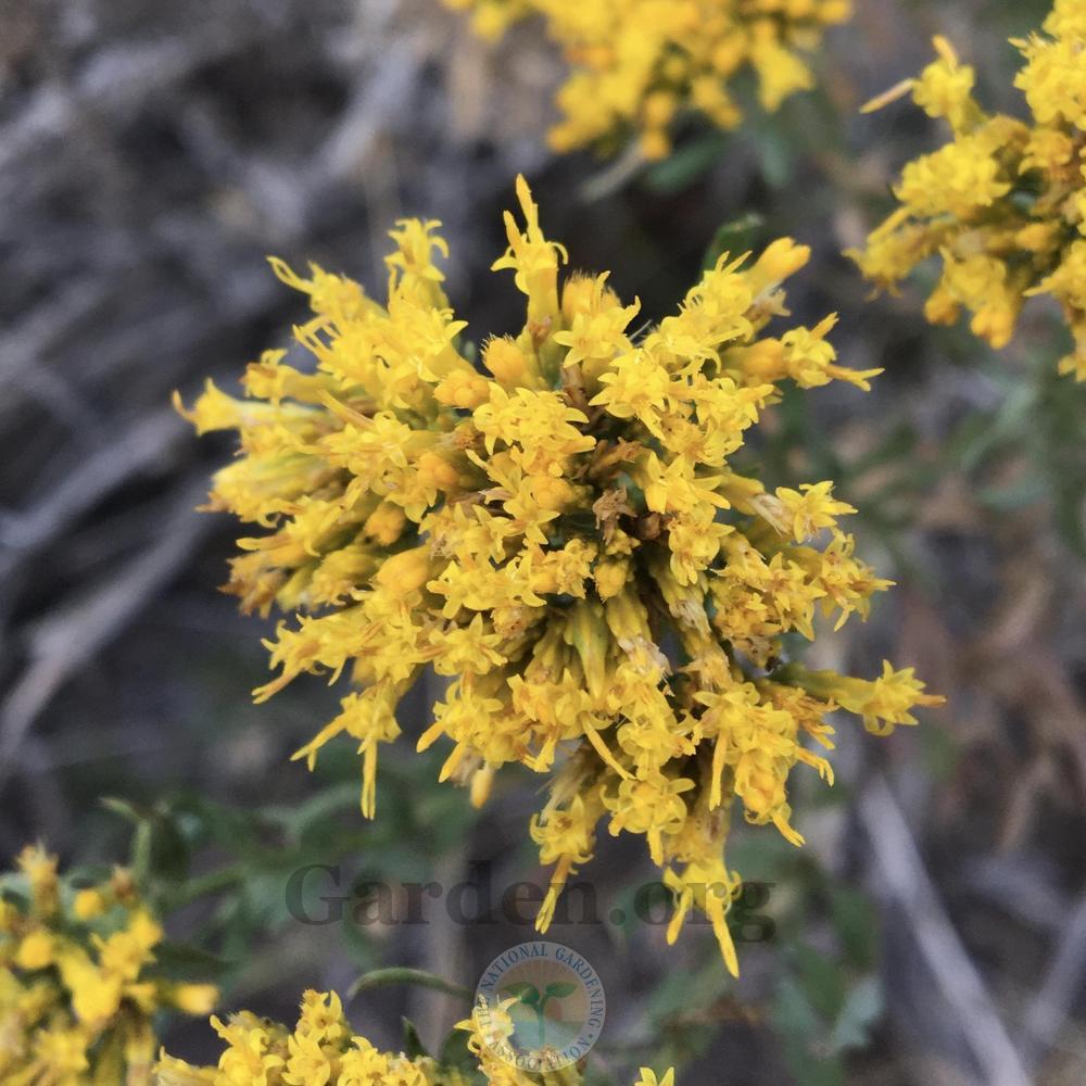Photo of the bloom of Yellow Rabbitbrush (Chrysothamnus viscidiflorus ...