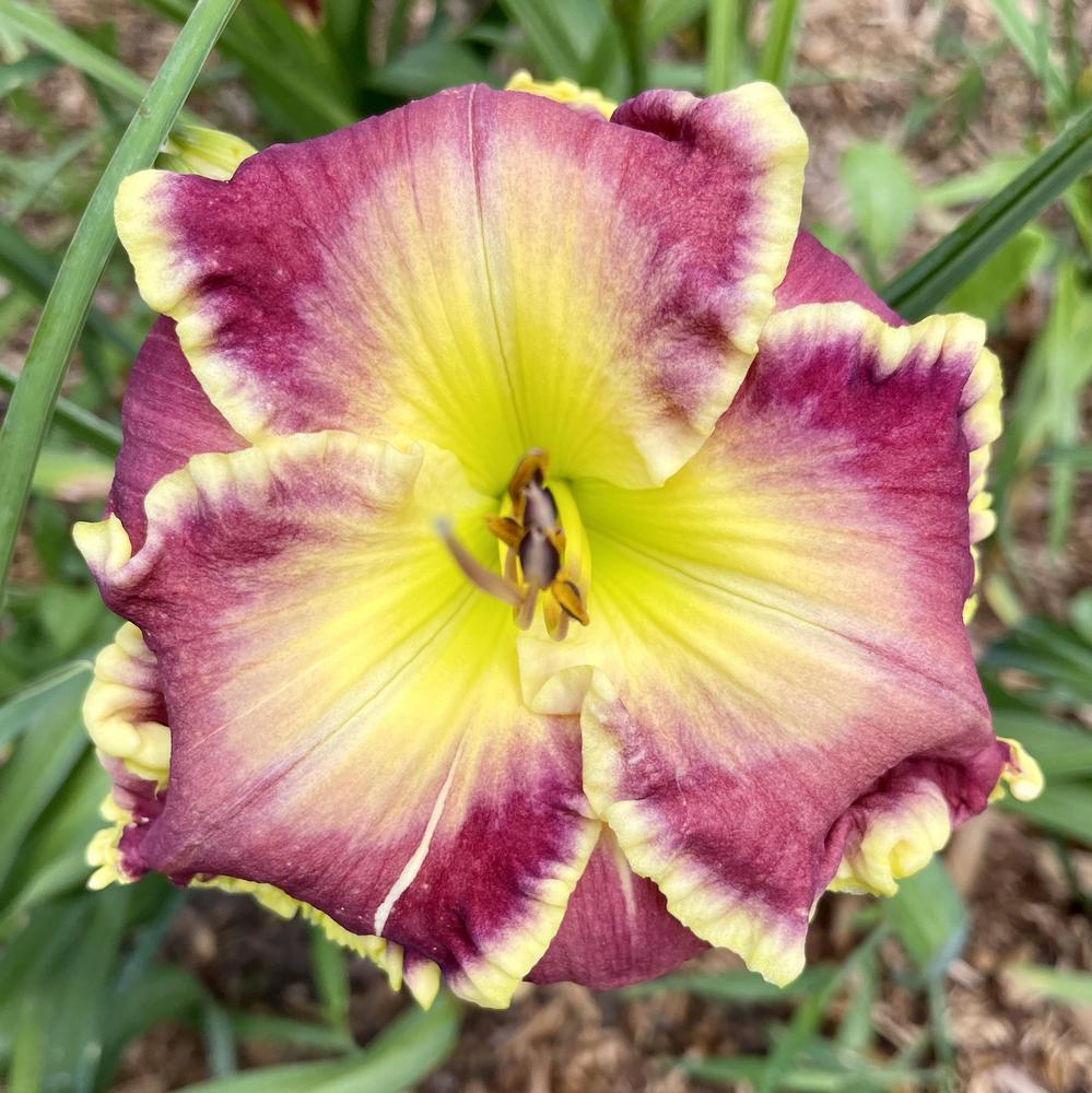 Photo of the bloom of Daylily (Hemerocallis 'Magnitude') posted by ...