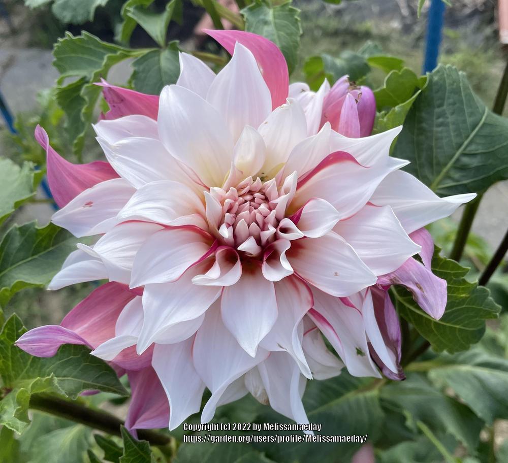Photo of the bloom of Dahlia 'AC Sandra J' posted by Melissamaeday - Garden.org