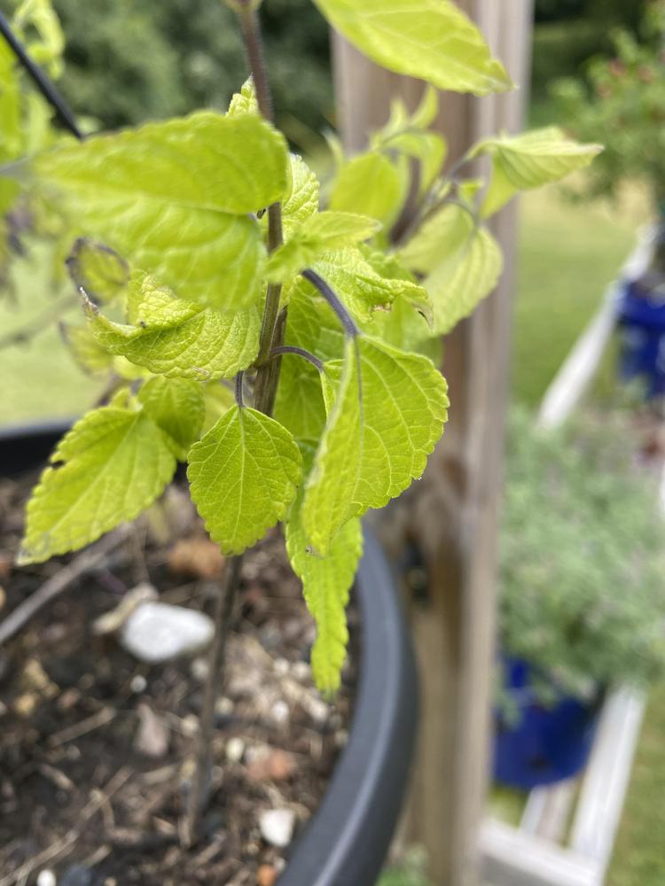 Photo of the leaves of Salvia (Salvia coerulea Bodacious® Hummingbird ...
