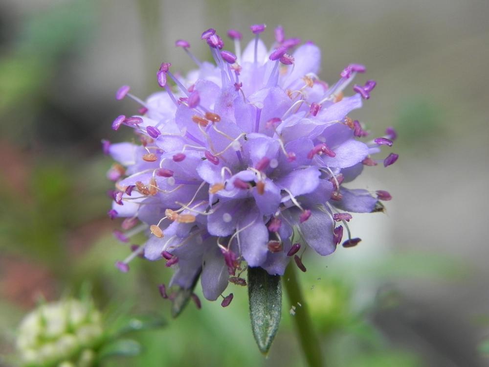 Photo of the bloom of Dwarf Devil's Bit Scabious (Succisa pratensis ...