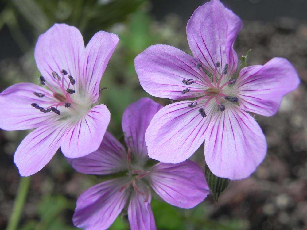 Photo of the bloom of Geranium (Geranium rosthornii) posted by SL ...