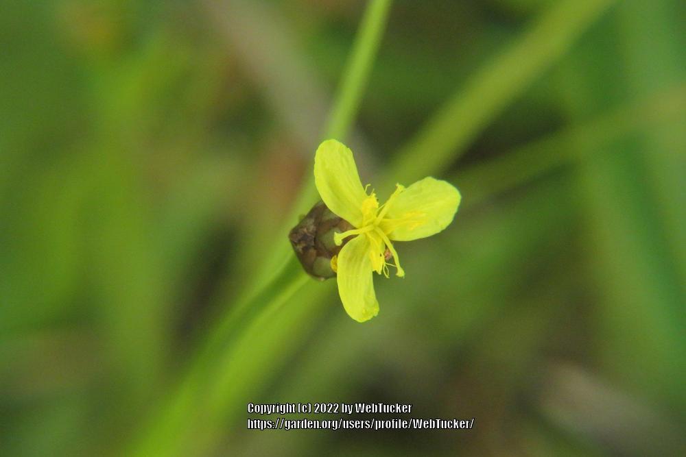 Photo of the stamens, filaments and pistils of Richard's Yellow-eyed ...