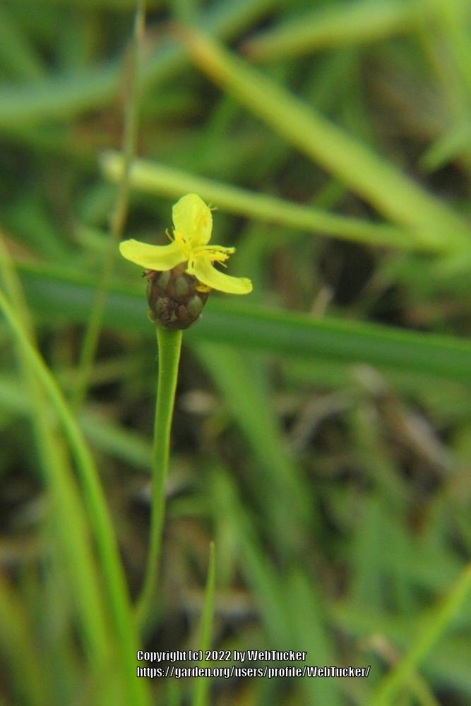 Photo of the bloom of Richard's Yellow-eyed Grass (Xyris jupicai ...