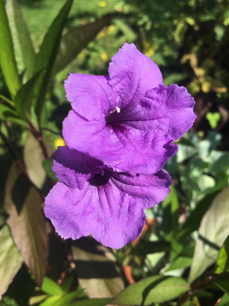 Photo of the bloom of Mexican Petunia (Ruellia simplex) posted by ...
