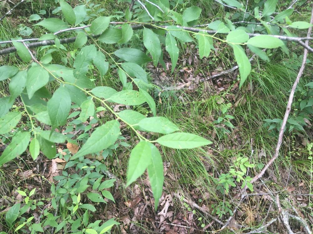 Photo of the leaves of Prunus alleghaniensis posted by scvirginia ...