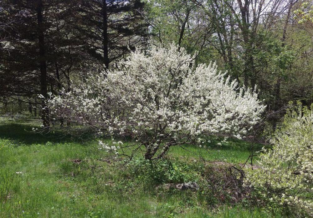 Photo of the entire plant of Beach Plum (Prunus maritima) posted by ...