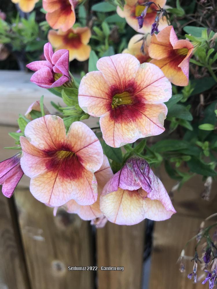 Photo of the bloom of Million Bells (Calibrachoa Superbells® Peach ...