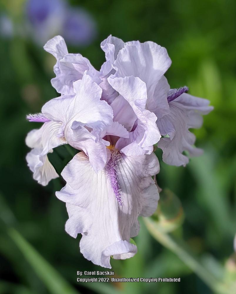 Photo of the bloom of Tall Bearded Iris (Iris 'Lavender Icicle') posted ...