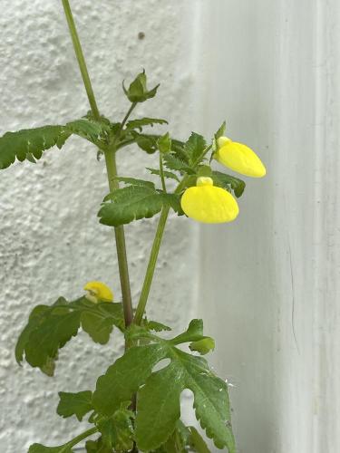 Plant ID please? Yellow puffy flower in the Plant ID forum - Garden.org