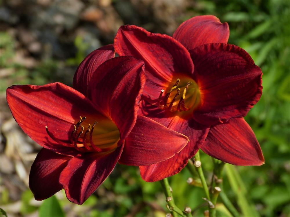 Photo of the bloom of Daylily (Hemerocallis 'Chicago Apache') posted by ...