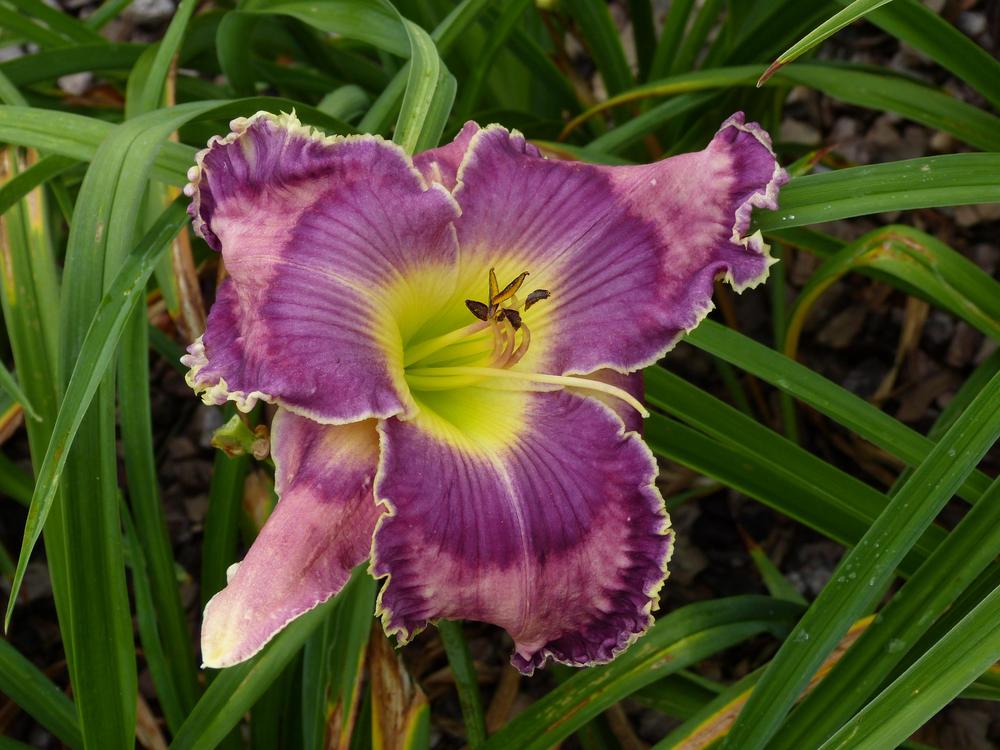Photo of the bloom of Daylily (Hemerocallis 'Carla Ruth') posted by ...