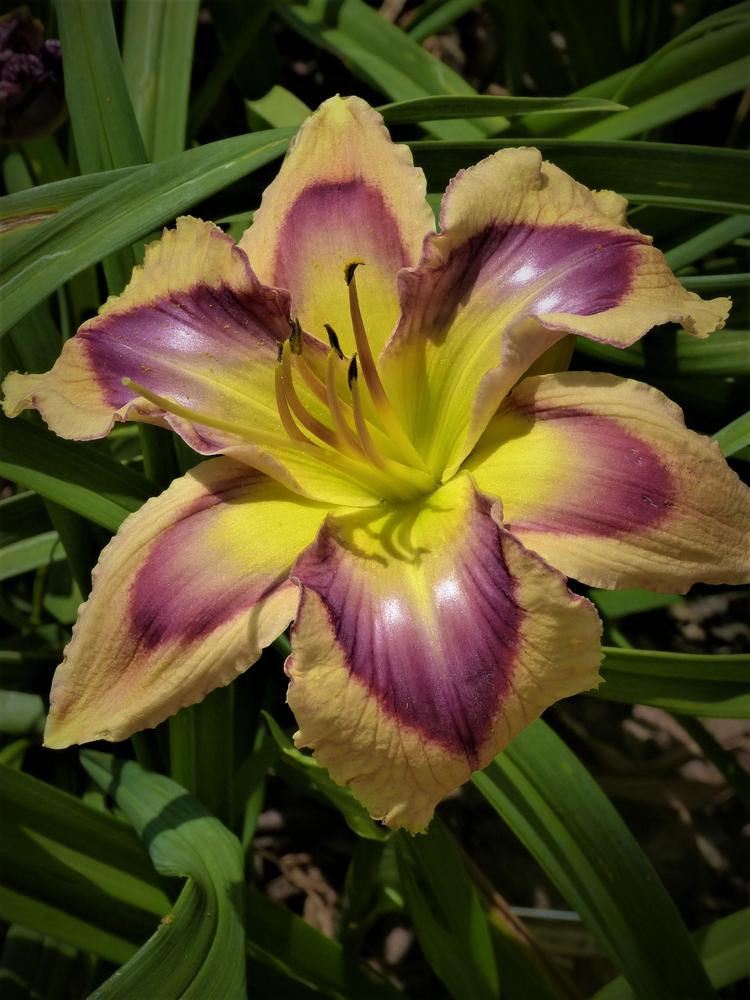 Photo of the bloom of Daylily (Hemerocallis 'Chasing Ghosts') posted by ...